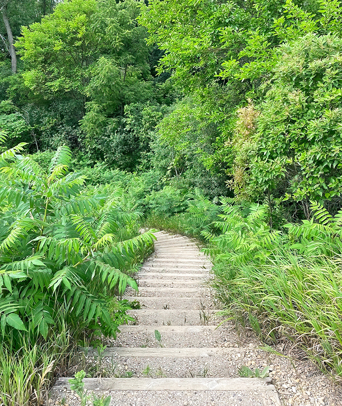 Nature slowly reclaims these trail steps, creating a magical pathway that feels straight out of a Miyazaki film.
