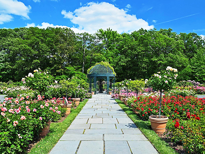 The same rose garden from another angle&mdash;where flowers compete for attention like performers at a botanical talent show.