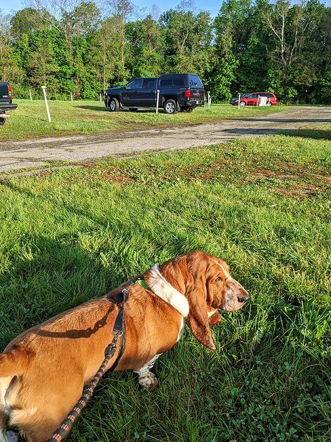 Four-legged film critics welcome! This basset hound seems to approve of the family-friendly atmosphere at Dixie Twin.