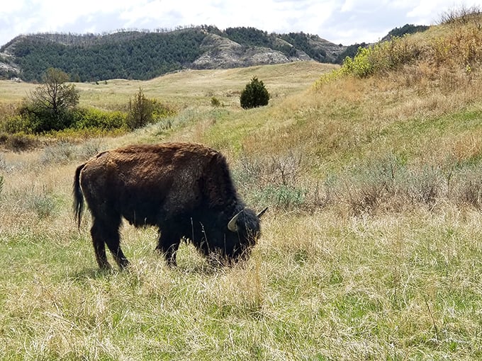 The original landlord of these plains, grazing contentedly as his ancestors have for centuries. Social distancing champion since prehistoric times.