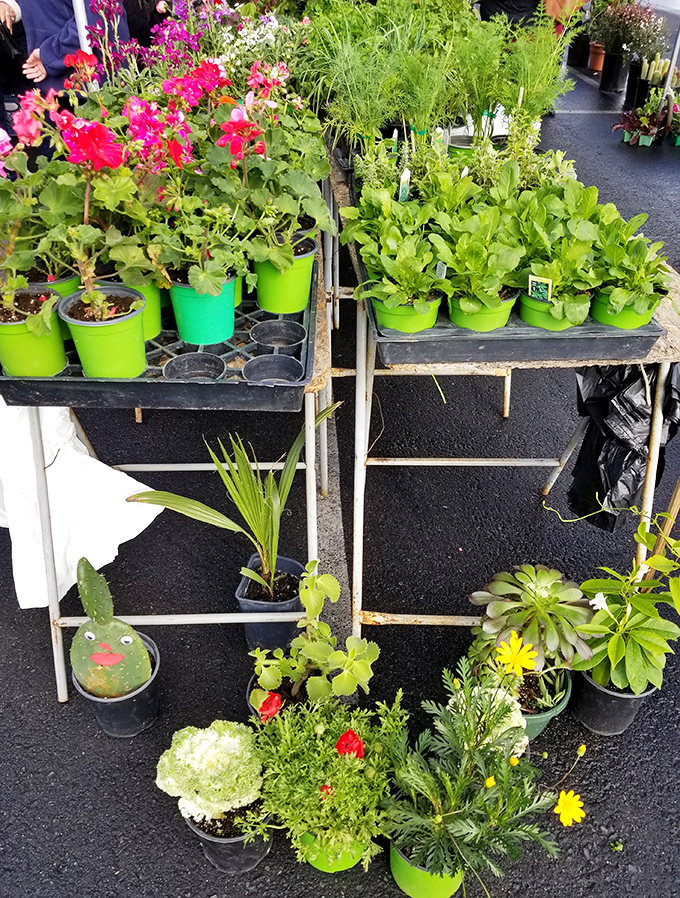 Green thumbs rejoice! These vibrant plants aren't just decorations; they're future conversation pieces for your patio or that empty corner needing life.