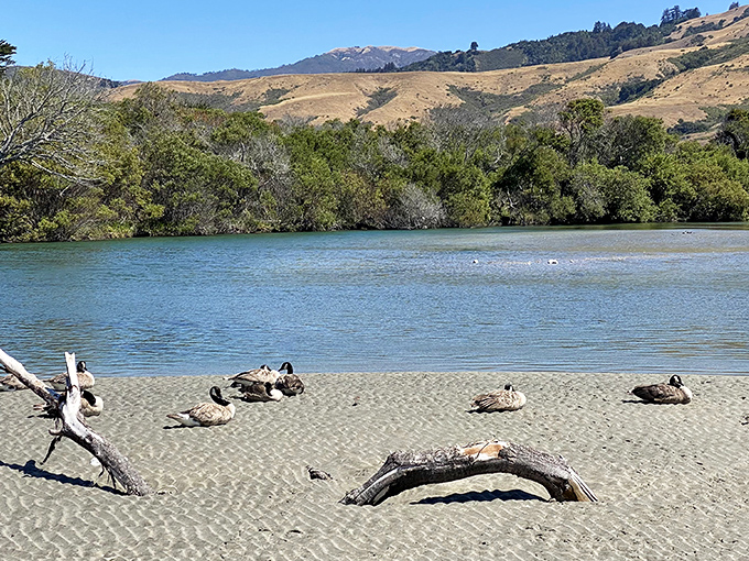Riverside relaxation, waterfowl edition. These geese have figured out what vacation truly means.