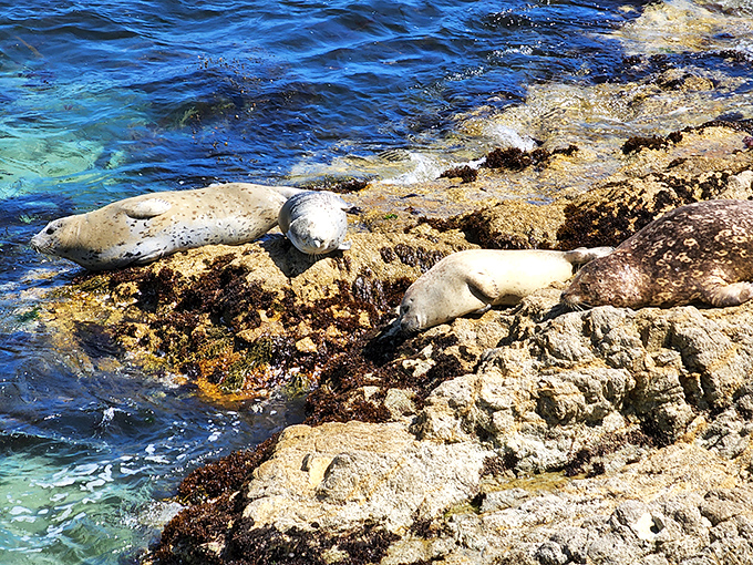 "We're just lounging here, no big deal." Harbor seals demonstrating the fine art of California relaxation on their rocky sunbathing platforms.