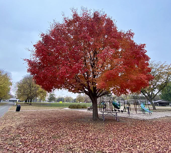 Fall's fiery transformation turns this ordinary maple into nature's fireworks display, creating a crimson canopy over playground equipment waiting for tomorrow's laughter.
