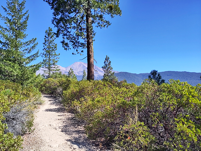 Hiking trails around Mount Shasta offer nature's version of a red carpet, leading you straight to million-dollar views.