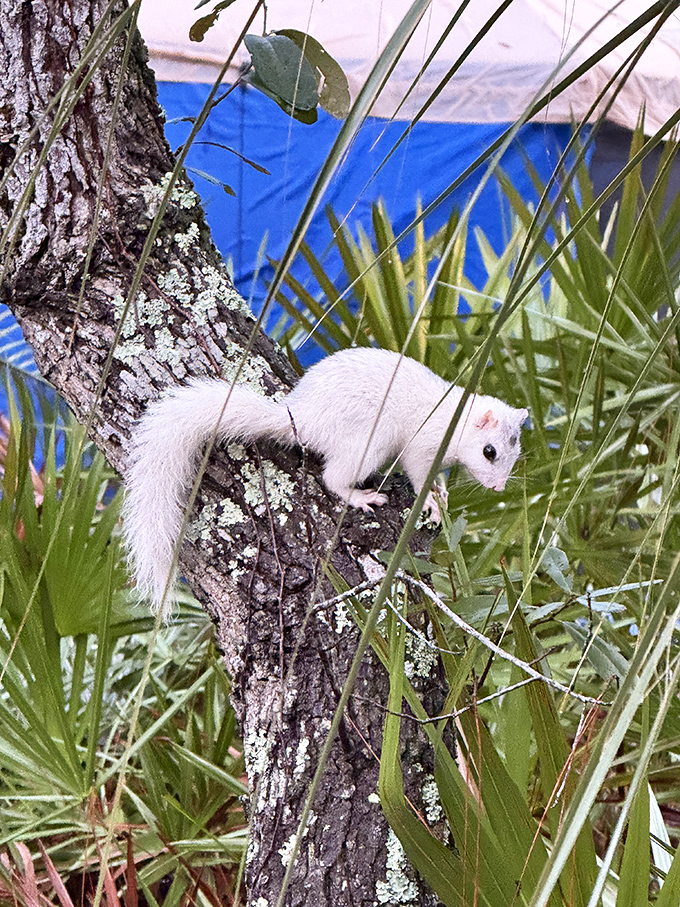 The park's famous white squirrel pauses mid-scamper, as if to say, "Yes, I know I'm fabulous&mdash;you may continue to be amazed."