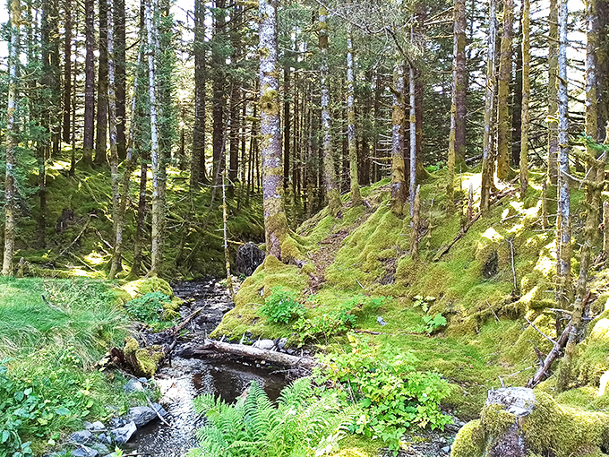 Moss-covered banks cradle a crystal stream that looks like it was designed by elves. Fairytales start in places exactly like this.