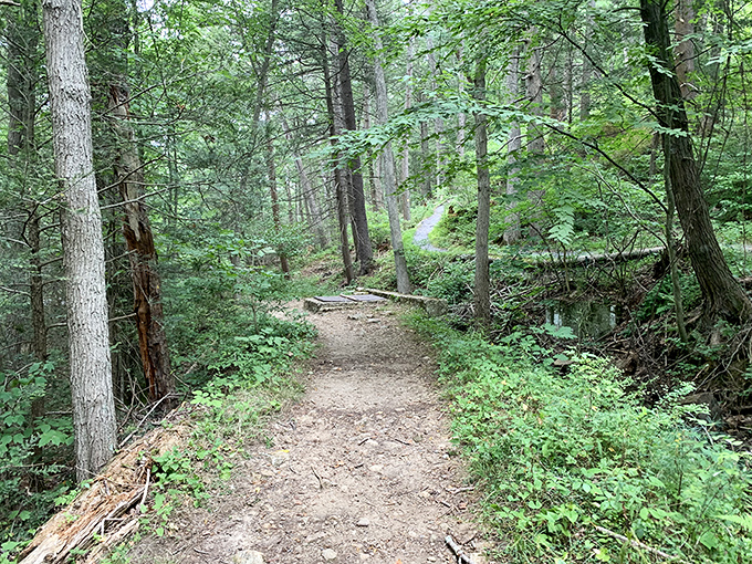 Nature's highway system. This trail invites exploration with the promise of adventure around every bend and beneath every towering sentinel.