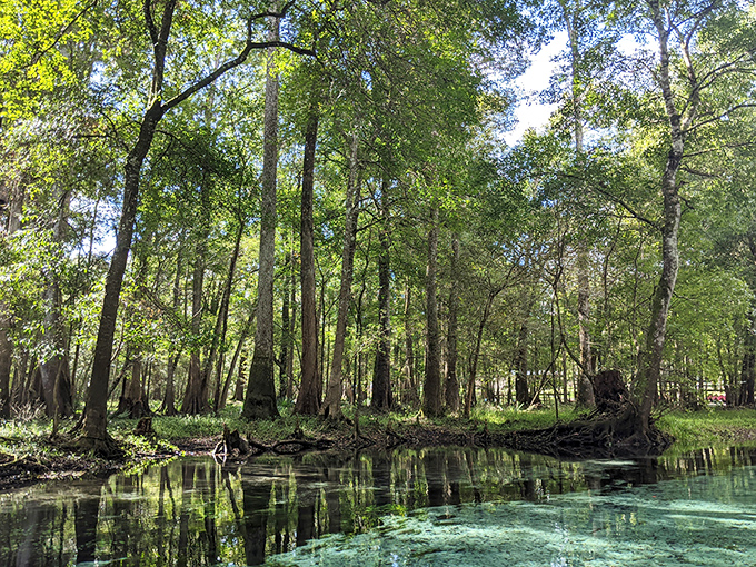 Where trees and water engage in a centuries-old conversation. The reflections in this serene section of the spring run create perfect symmetry between worlds above and below.