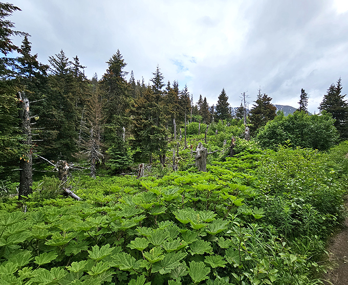 Jurassic Park meets enchanted forest: towering ferns create a prehistoric wonderland where you half-expect a friendly dinosaur to peek around the corner.