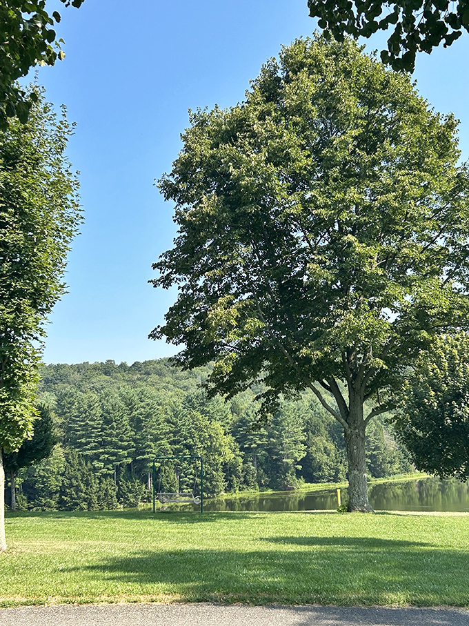 A majestic sentinel standing guard over tranquil waters&mdash;this tree has witnessed more perfect days than most of us ever will.