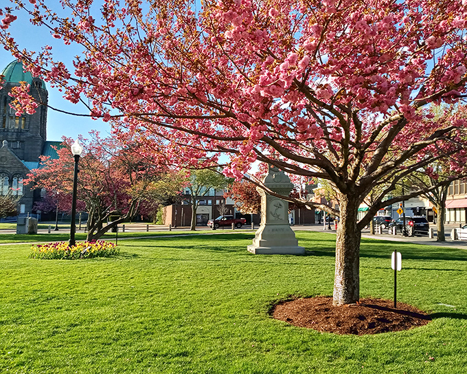 Cherry blossoms frame Taunton Green with delicate pink explosions each spring. Mother Nature showing off her seasonal wardrobe change in spectacular fashion.