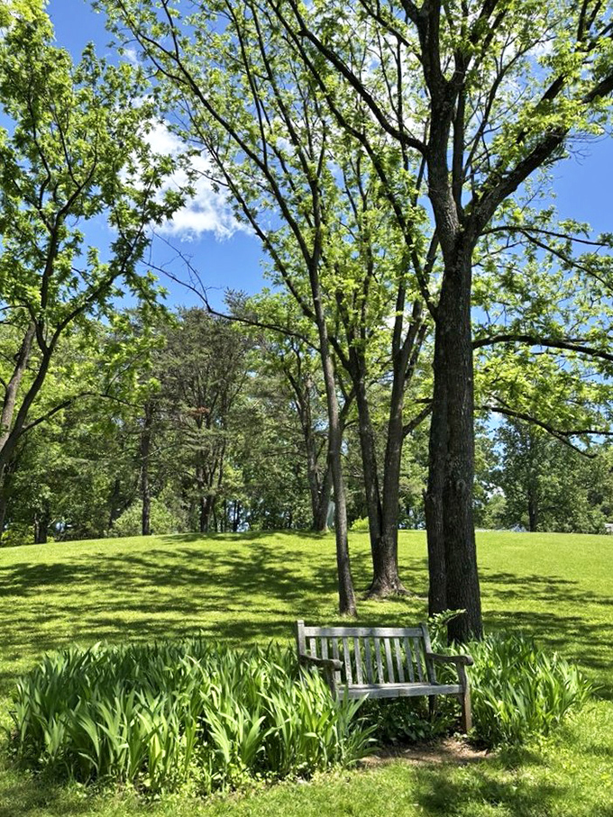 Sometimes the simplest moments—a bench, some shade, perfect green—are exactly what your soul ordered for lunch.