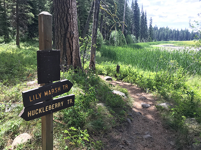 Trail signs pointing toward marshland magic&mdash;because sometimes the best adventures start with following wooden arrows into the wilderness.