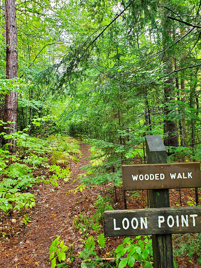 Follow the signs to Loon Point, where the birds aren't judging your hiking pace (but they might critique your trail mix choices).