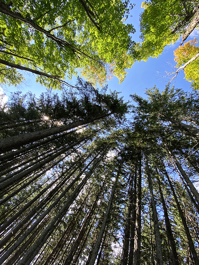 Look up! The forest canopy creates a living ceiling that puts the Sistine Chapel on notice. Nature's architecture at its finest.