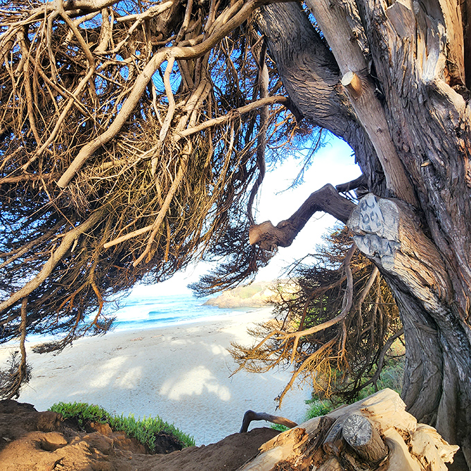 Nature's perfect frame job! Ancient, wind-sculpted trees create a magical portal to pristine sands&mdash;like stepping through a Narnia wardrobe, but with better beach access.