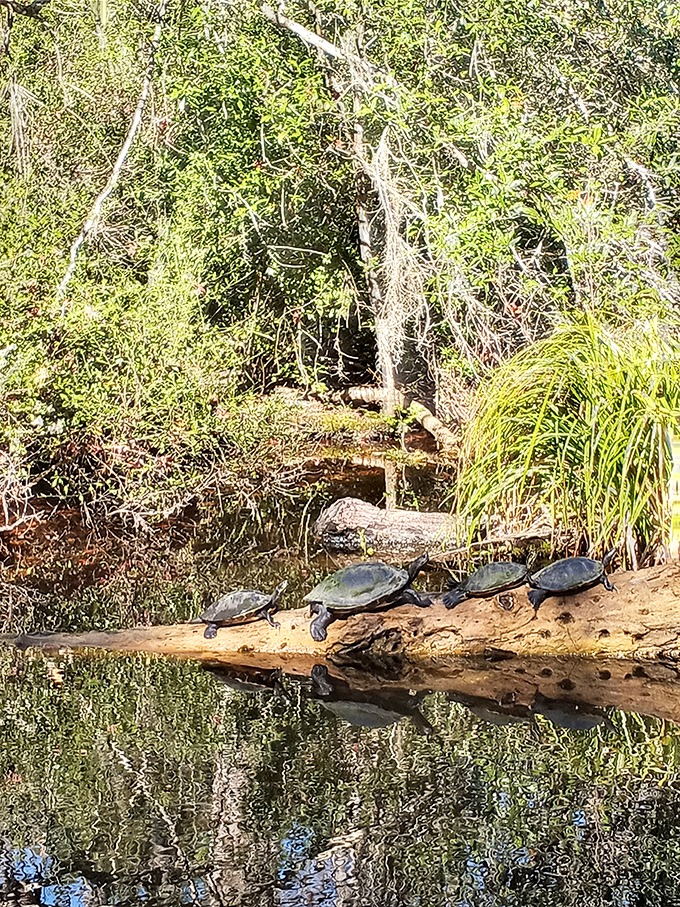Turtle sunbathing club showing us how proper relaxation is done &ndash; no smartphones, just sunshine and good company on a perfectly positioned log.