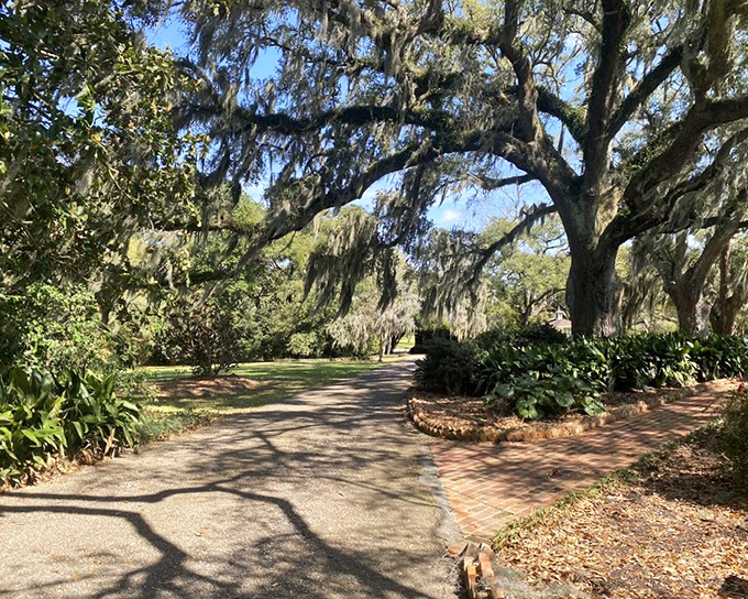 Spanish moss dripping from live oaks creates nature's most perfect archway. Walking beneath feels like entering a Southern fairy tale.