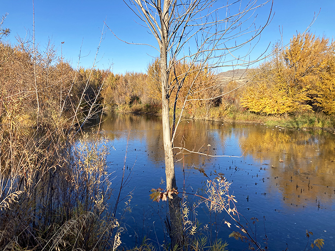 At Wenatchee Confluence State Park, nature provides daily entertainment that doesn't appear on any monthly budget spreadsheet.