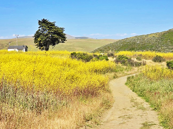 Spring transforms the headlands into a painter's palette of mustard yellows against green hills&mdash;no filter required for this natural masterpiece.