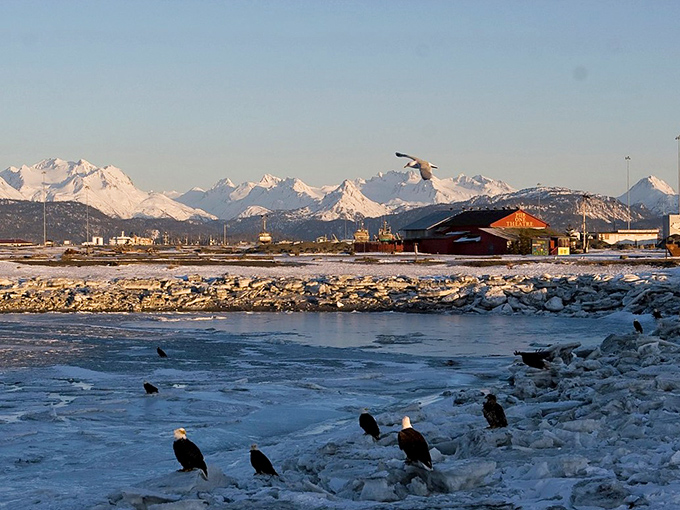 Winter brings a gathering of America's national birds to Homer's shores, like a bald eagle convention without the name tags.