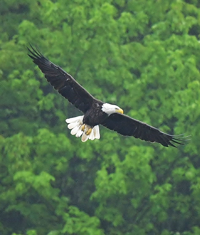America's national bird soars majestically above Chapman's forest canopy. This bald eagle didn't get the memo about looking directly at the camera.