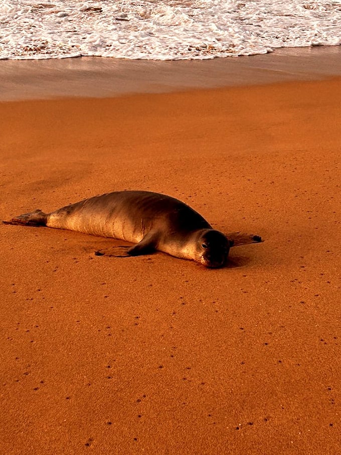 Hawaiian monk seal, living its best beach life. When even the wildlife looks this relaxed, you know you've found somewhere special.