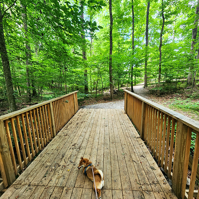 Even the bridges here tell stories. This wooden pathway practically dares you not to feel like you're entering an enchanted forest.