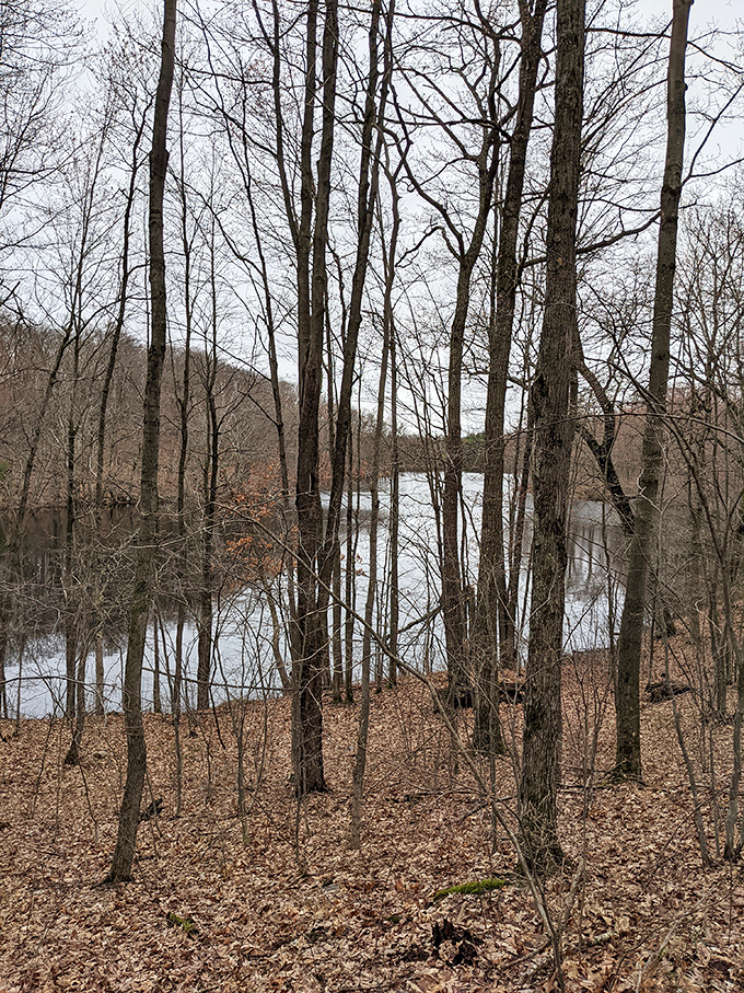 Bare branches frame a hidden lake like nature&rsquo;s own picture window. The forest reveals its secrets only to those who visit in every season.