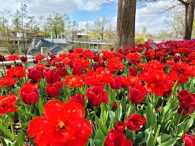 A sea of crimson tulips stands at attention like nature's own cheer squad. Even non-Sooner fans have to admire this red tide.