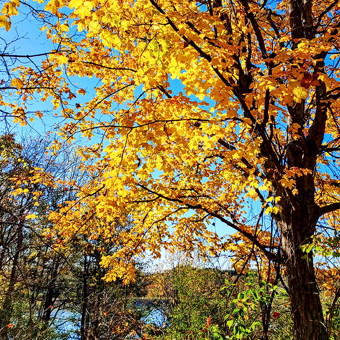 Autumn transforms Wolf Run into nature's own light show, proving Ohio doesn't need mountains to create postcard-worthy vistas.