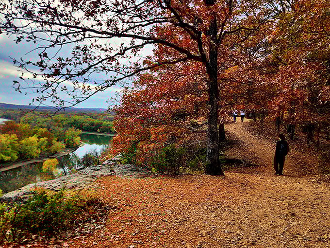 Autumn's crimson canopy creates a natural cathedral above the trail, where fallen leaves crunch underfoot like nature's version of bubble wrap.