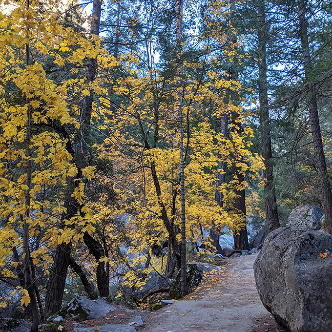Fall in Yosemite: where trees dress in their golden finest and hikers suddenly remember why they brought that camera.