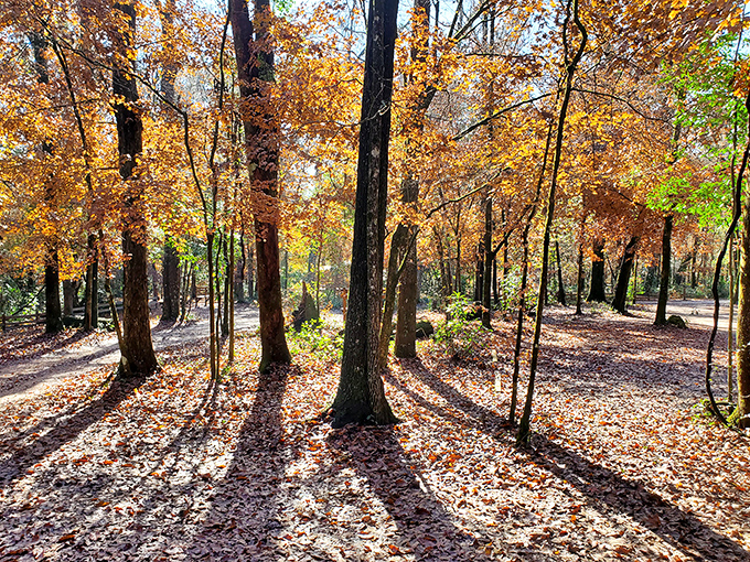 Autumn in Florida has its own subtle charm. Golden light filters through russet leaves, creating a warm glow that feels like nature's version of mood lighting.
