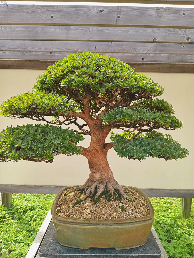 This bonsai masterpiece represents decades of patient artistry, proving that good things come to those who wait... and wait... and prune... and wait.