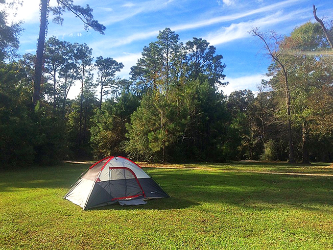 Camping simplified: one tent, endless sky, and the sweet symphony of forest sounds. No five-star hotel offers a ceiling this spectacular.