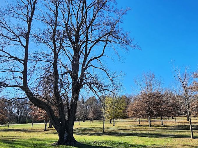 Winter's bare branches create nature's architecture against a perfect blue sky, showcasing the elegant structure of trees that have witnessed generations.