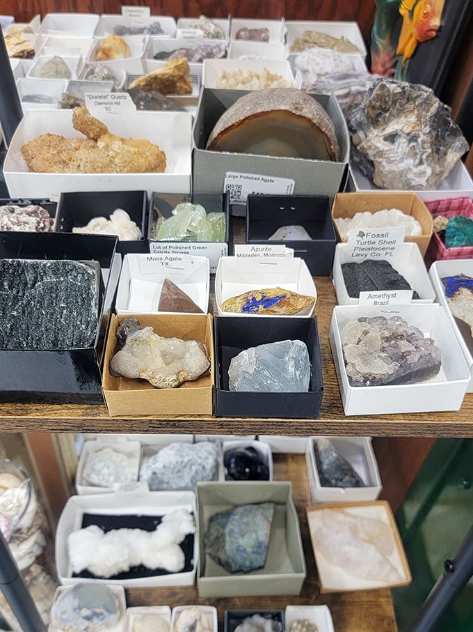 Geological treasures organized with scientific precision, offering everything from amethyst to zebra jasper for the budding rock hound.