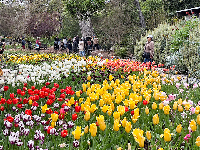 The tulip display creates a color explosion that would make a rainbow jealous. Holland called&mdash;they want their flowers back!
