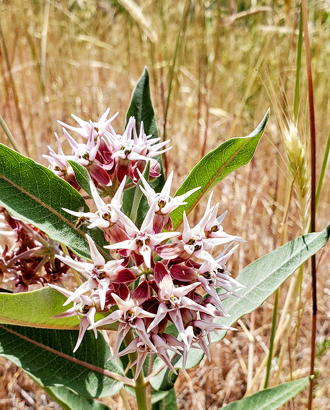 Desert blooms bringing their A-game to the party. These resilient wildflowers somehow thrive in an environment that would make most garden plants surrender. 