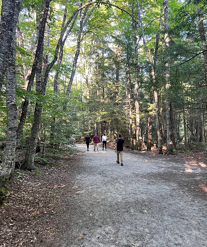 The forest's welcome mat. This inviting path through sun-dappled woods promises adventure without requiring an Olympic training regimen to enjoy it.