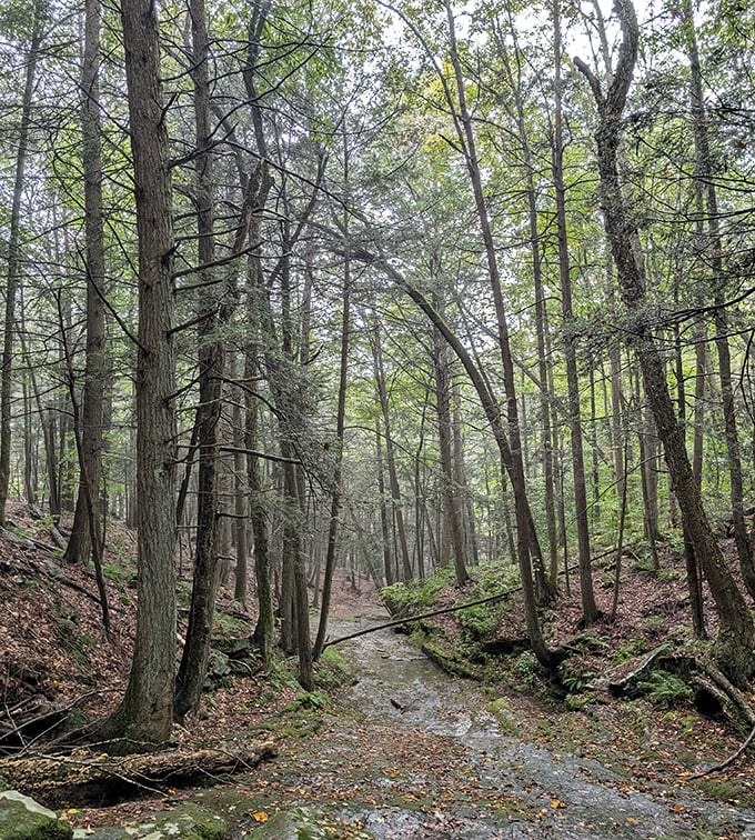 Nature's cathedral&mdash;sunlight filtering through the forest canopy creates stained-glass patterns on this serene woodland stream trail.