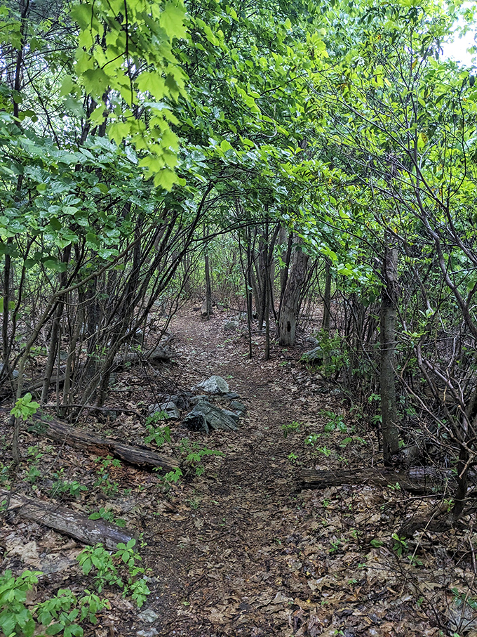 The forest trail leading to the overlook builds anticipation with every step through dappled sunlight.
