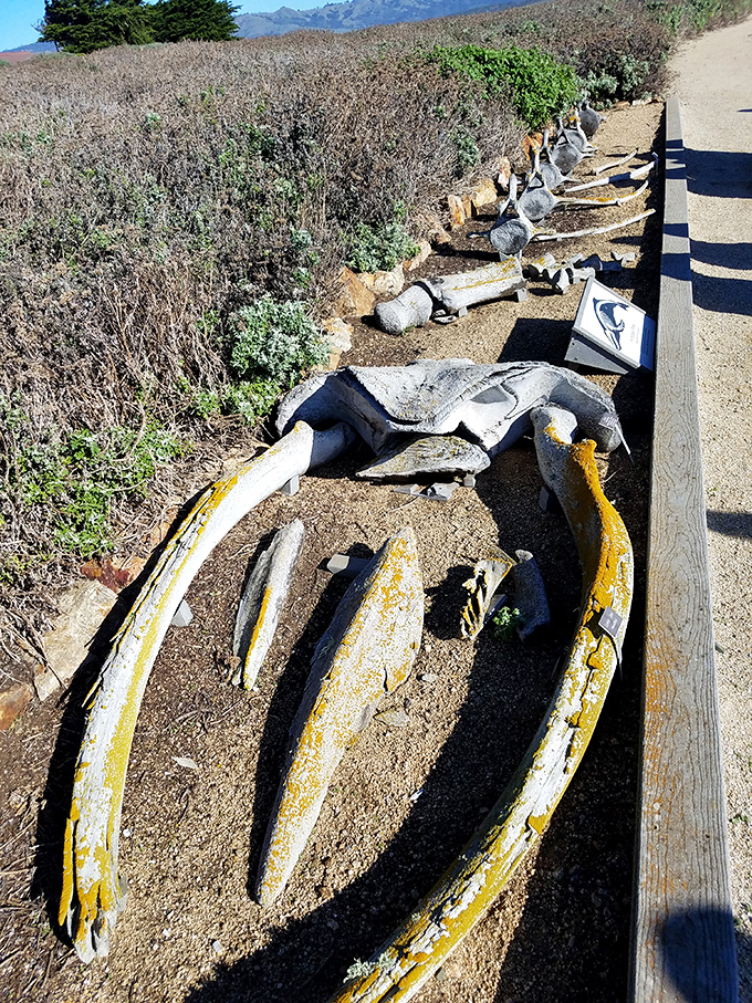 Nature's sculpture garden &ndash; whale bones bleached by sun and salt tell silent stories of the giants that pass these shores.