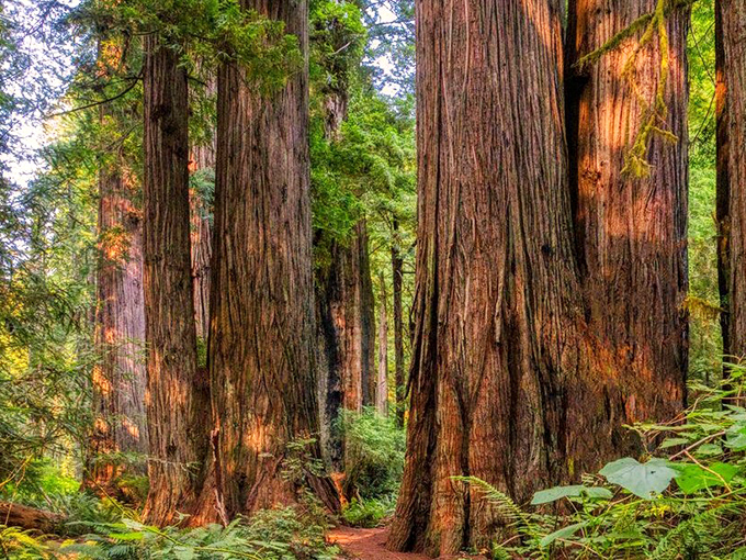 Towering redwoods create nature's most impressive hallway. If trees could talk, these elders would have stories spanning millennia.