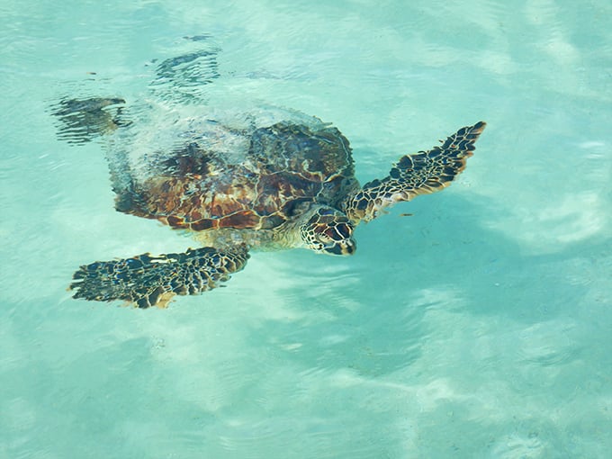 Honu gliding through crystalline waters like underwater royalty, completely unbothered by deadlines or traffic or mortgage payments.