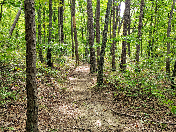Sunlight dapples this forest path like nature's own disco ball, inviting hikers to follow its golden breadcrumbs.