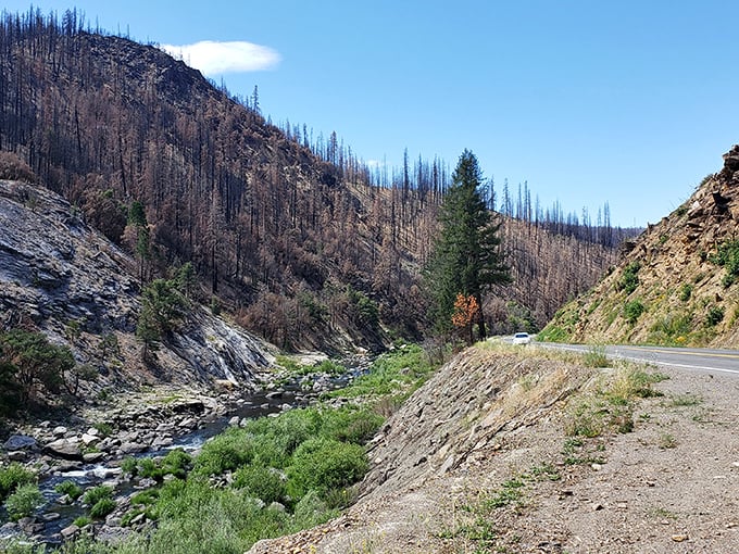 Evidence of wildfire recovery shows nature's resilience along the scenic byway. Even after devastation, the landscape finds ways to renew itself.