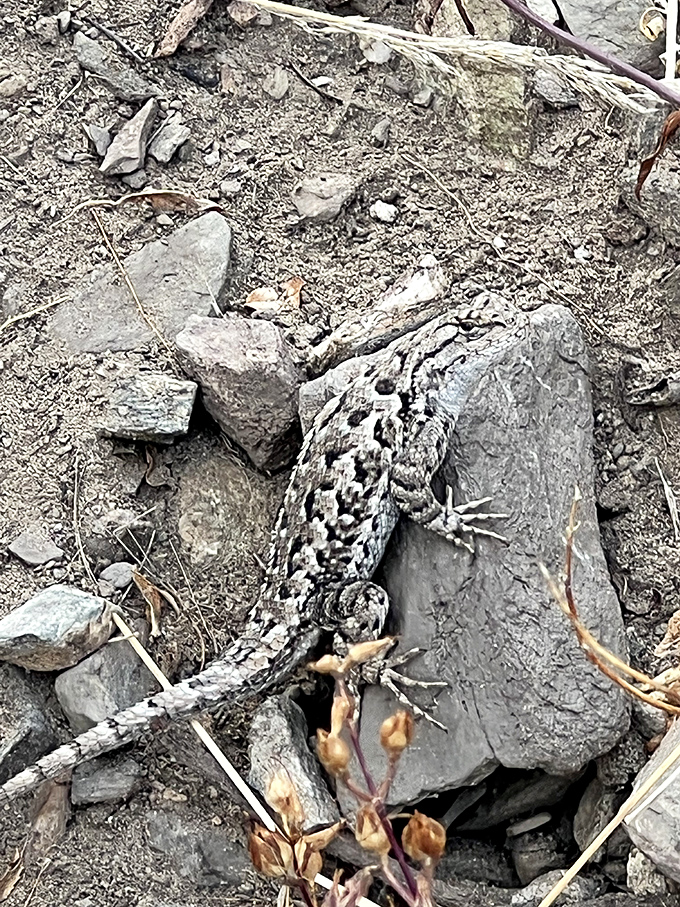 Meet the local wildlife! This well-camouflaged lizard is either posing for his headshot or judging your hiking technique. Possibly both.